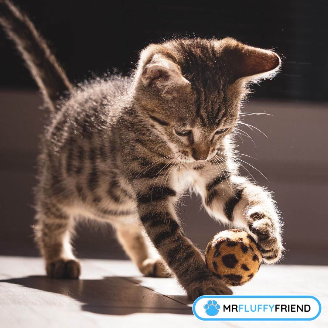 hyperactive cat symptoms